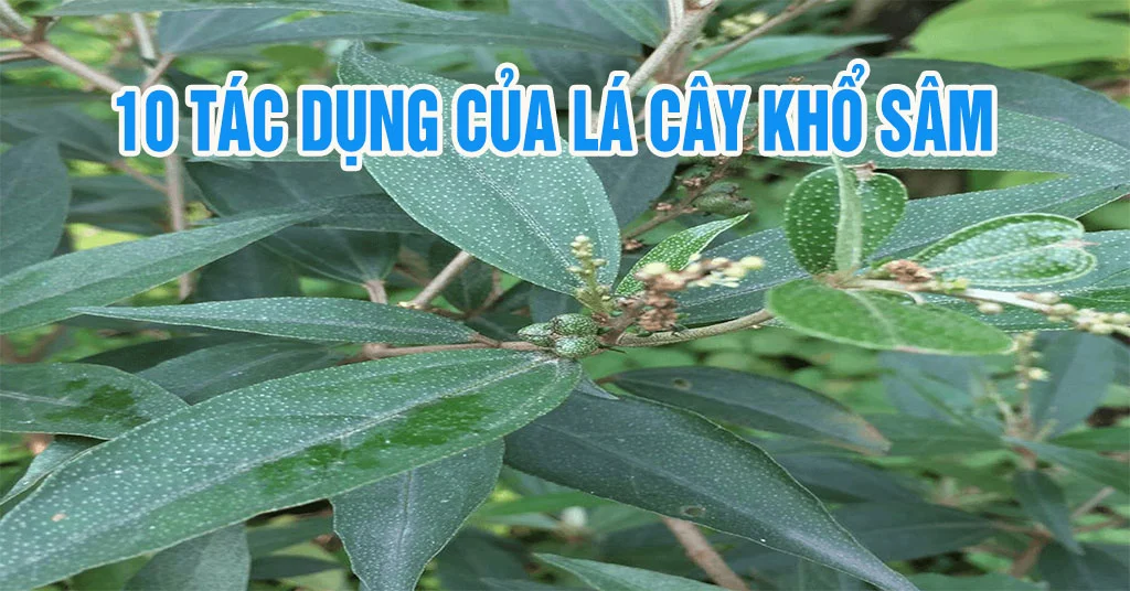 10 tác dụng chữa bệnh của lá cây khổ sâm - Lương y Triệu Thị Thịnh